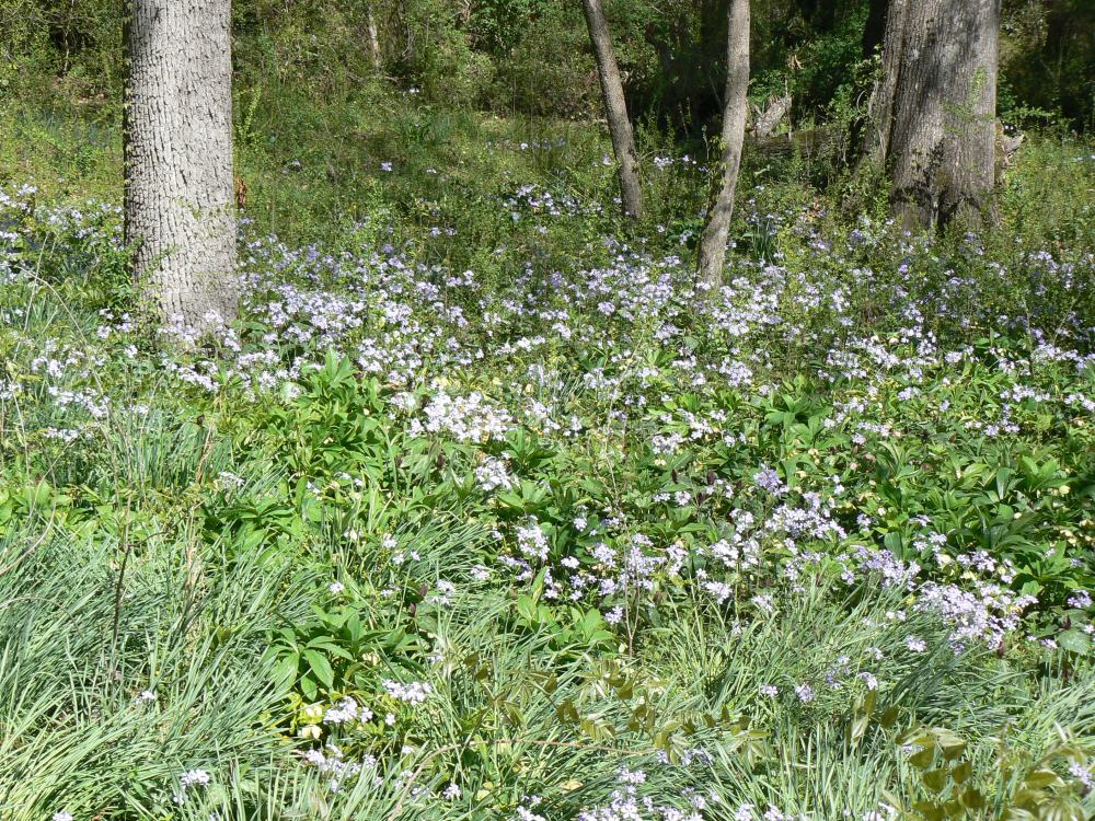 Flowering Trees – Recreating Eden Landscape Blog